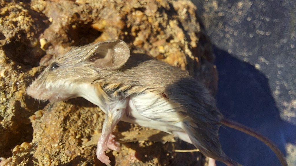 Tiny Pygmy Mouse from Unnamed Road, South Africa on April 10, 2022 at ...
