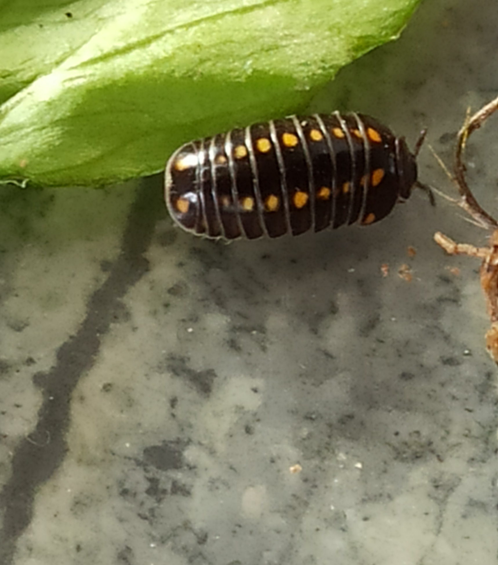 Glomeris pustulata (Fabricius, 1781)