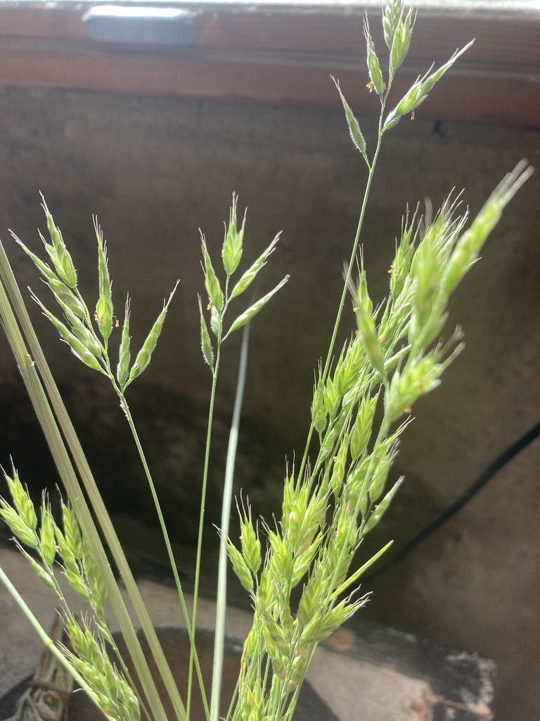 common soft brome from Hawthorn Rd, Bolinas, CA, US on April 10, 2022 ...