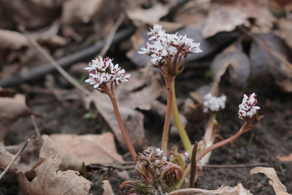 harbinger of spring from Coldstream CA, Middlesex County, ON, Canada on ...