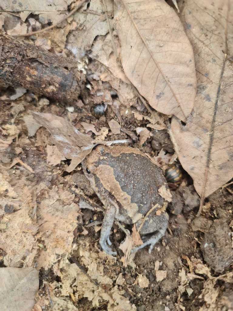 Asian Painted Frog from Na Sawan, Mueang Bueng Kan District, Bueng Kan ...