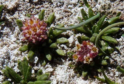 Section Psila (Section Psila) · iNaturalist