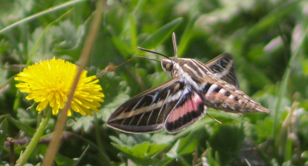 White-lined Sphinx from Wedgwood East, Fort Worth, TX 76133, USA on ...