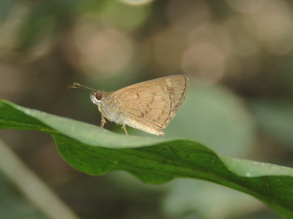 Cymaenes gisca from Asa Norte, Brasília - DF, 70297-400, Brasil on ...