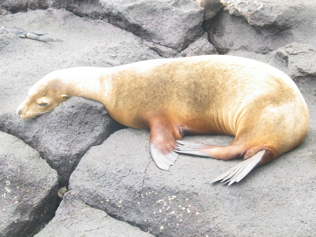 Galápagos Sea Lion in October 2007 by rgordonjones · iNaturalist