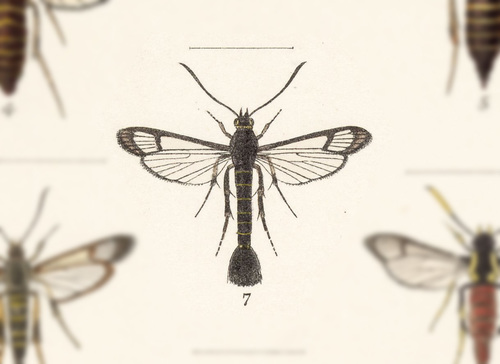Carmenta producta · iNaturalist
