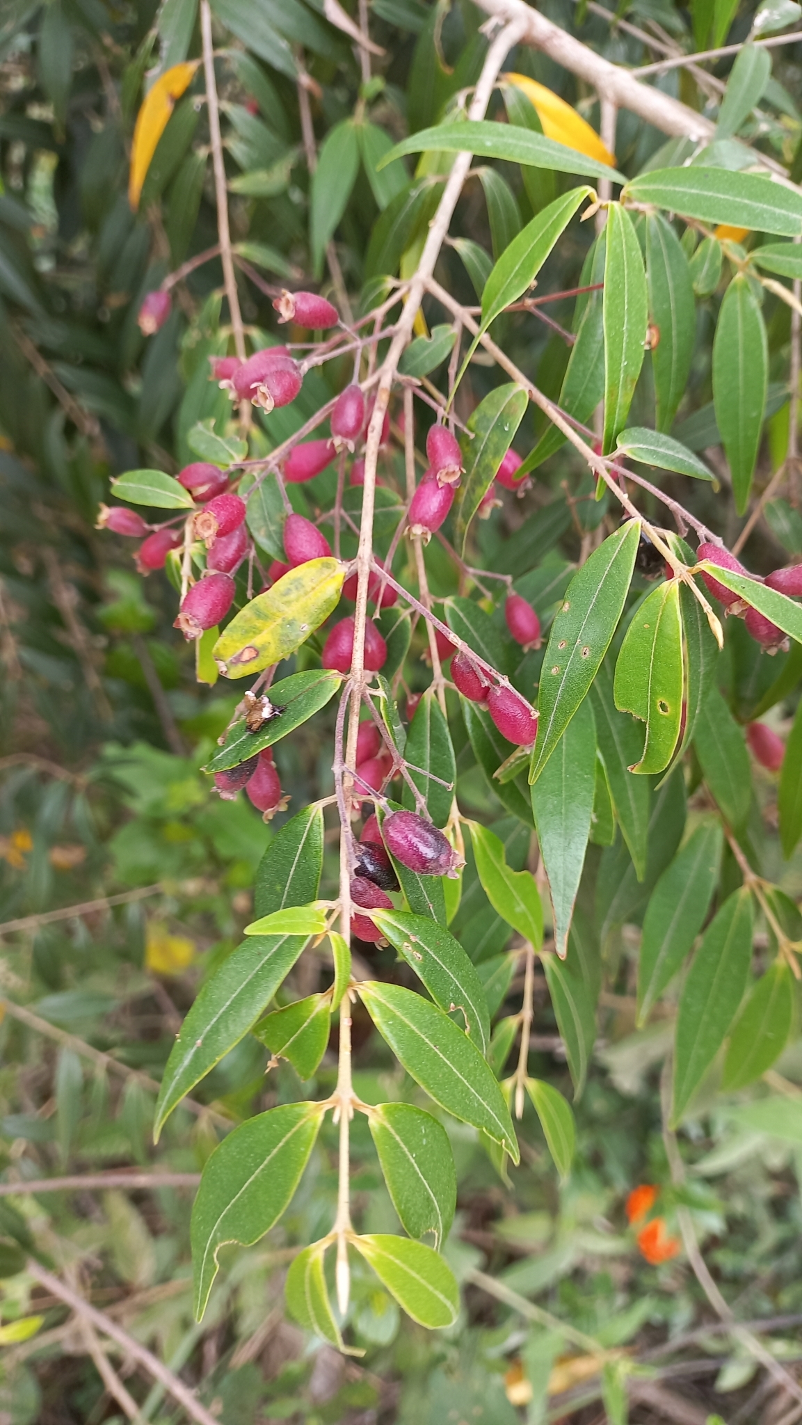 Myrcia splendens (Sw.) DC.