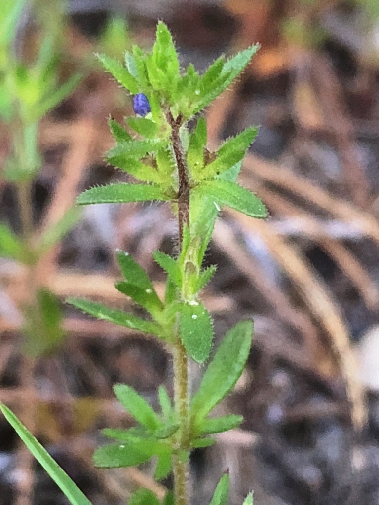 Spring Speedwell from Frontenac, CA-ON, CA on May 23, 2018 at 08:35 PM ...