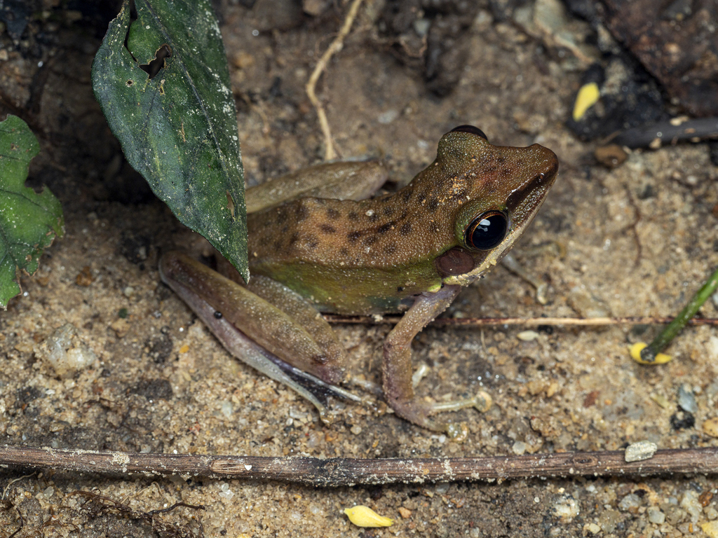 Malayan White-lipped Frog from Bukit Gasing, Petaling Jaya, Selangor ...