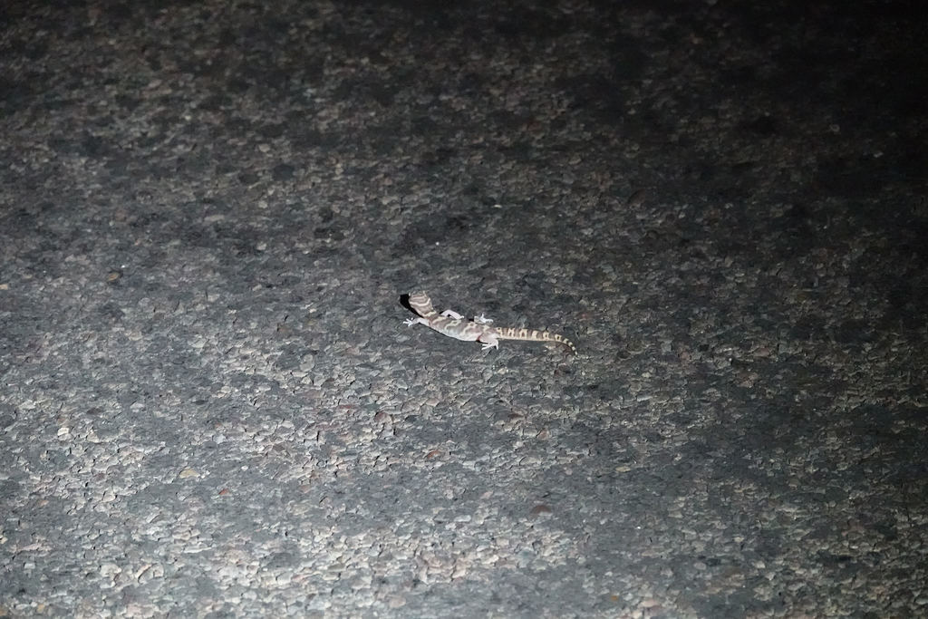 Western Banded Gecko from Maricopa County, AZ, USA on April 9, 2022 at ...