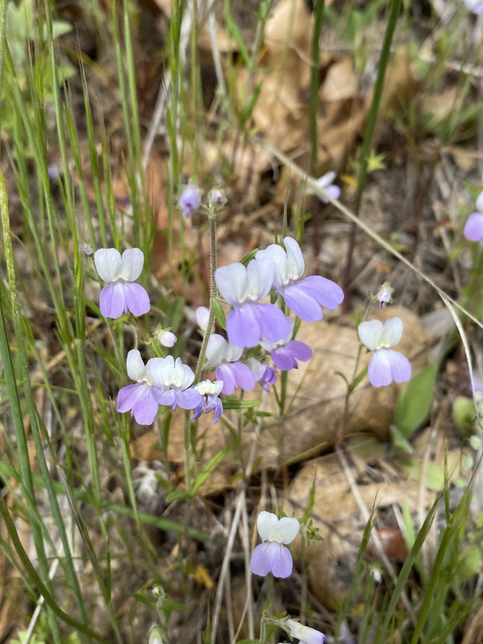 Collinsia linearis A.Gray