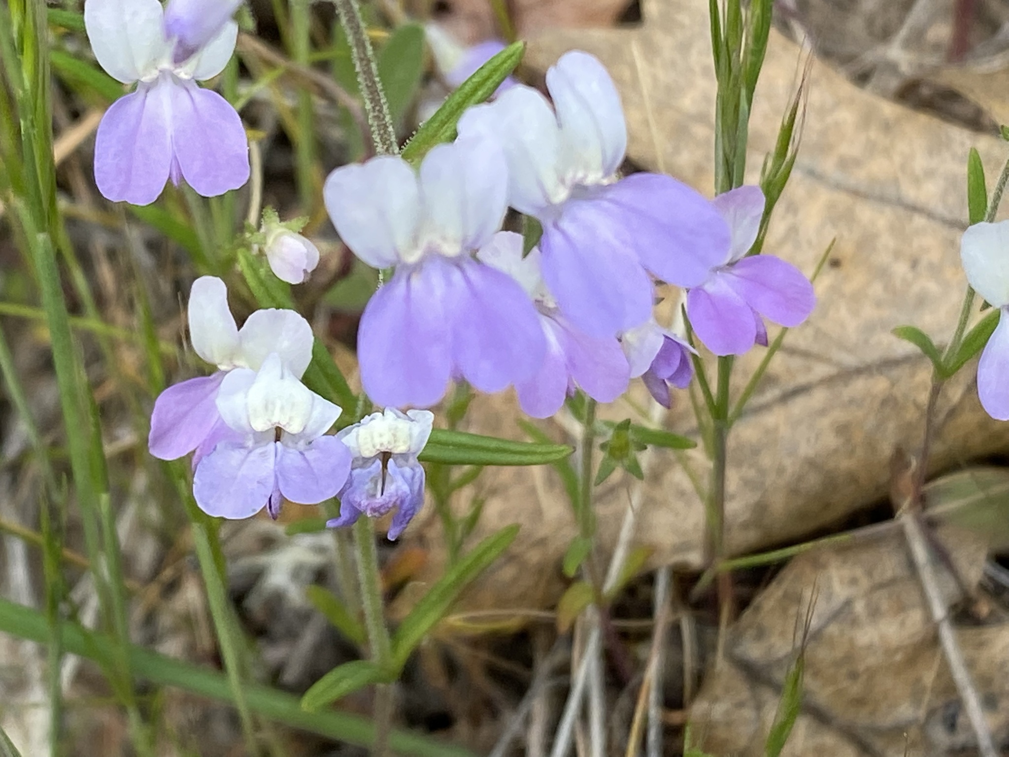 Collinsia linearis A.Gray
