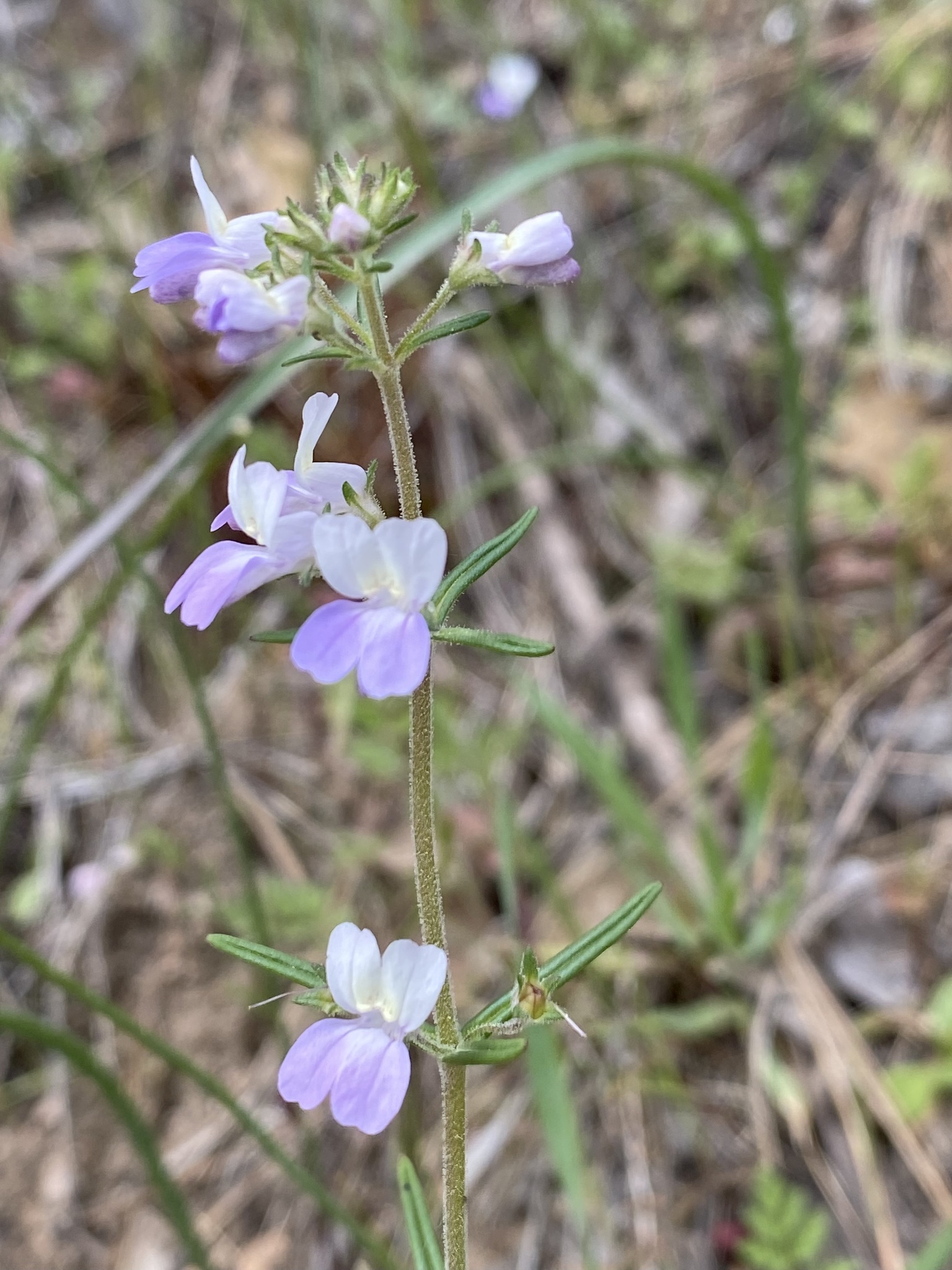 Collinsia linearis A.Gray