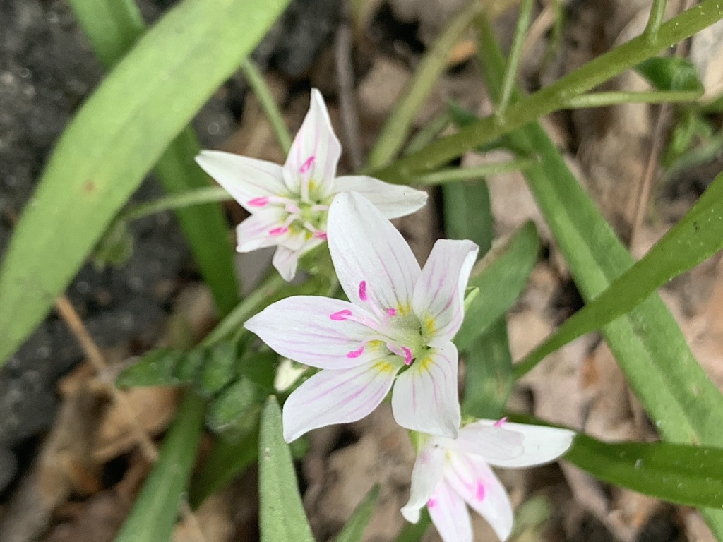 Virginia spring beauty from Dora Kelley Nature Park, Alexandria, VA, US ...