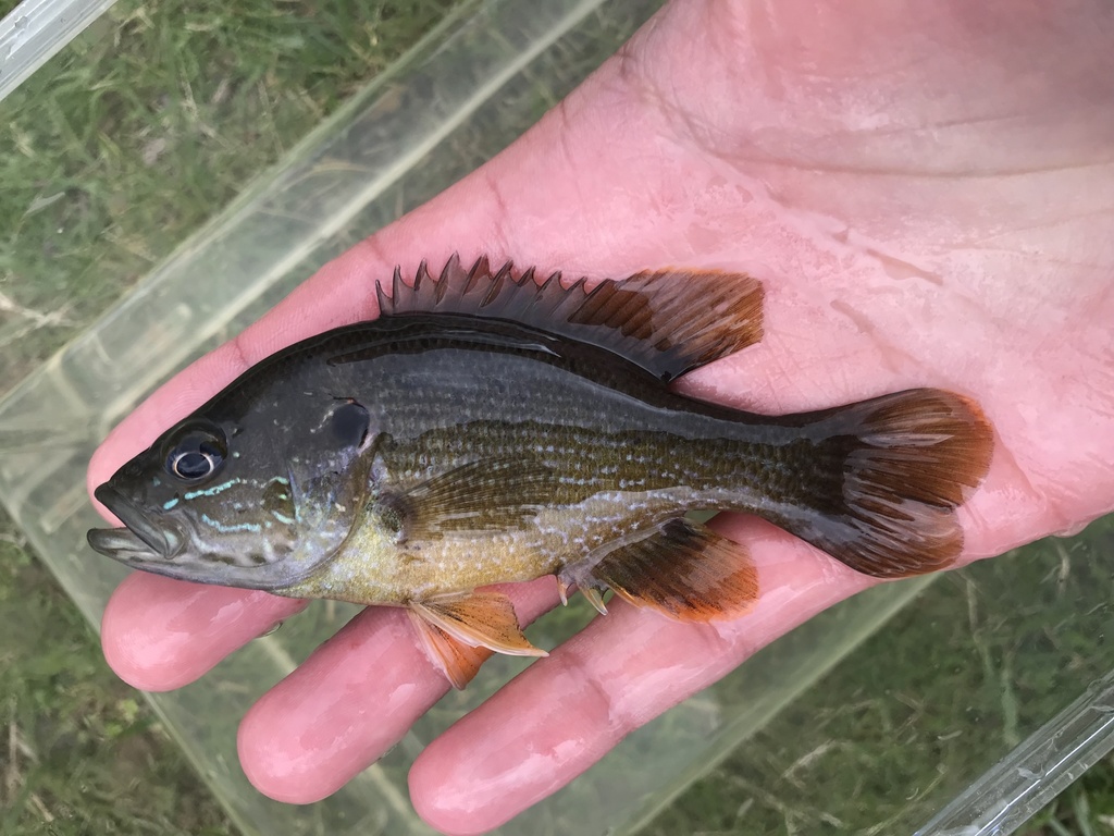 Green Sunfish in April 2022 by jayce-the-creature-creator. A nice green ...