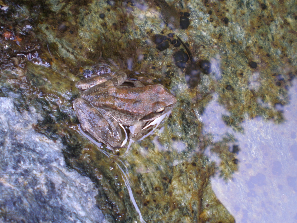 Greek frog from Larisa, Thessalia, GR on July 19, 2008 by kostas83 ...