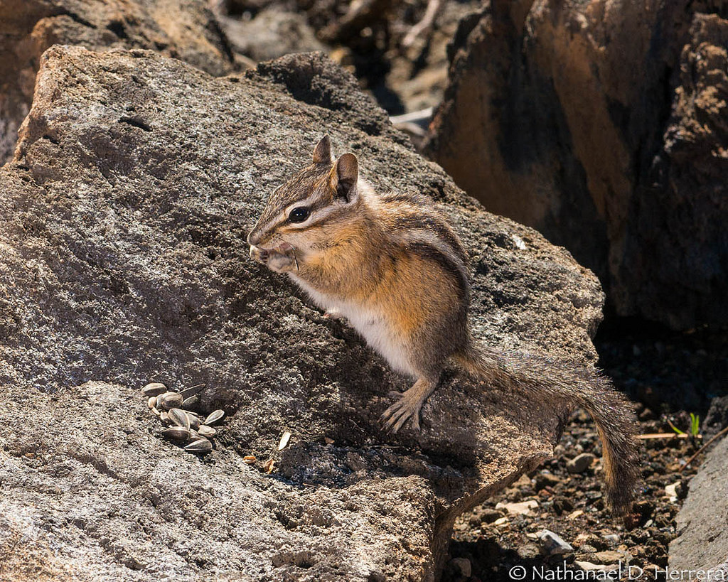 Crater Chipmunk (Neotamias cratericus) - Know Your Mammals