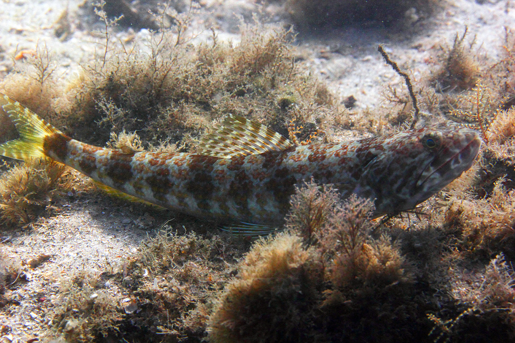 Inshore Lizardfish (Synodus foetens) - Marine Life Identification