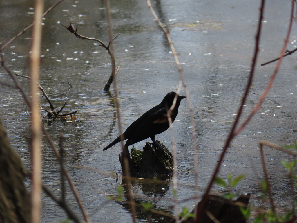 Red-winged Blackbird in April 2022 by Mila B. · iNaturalist