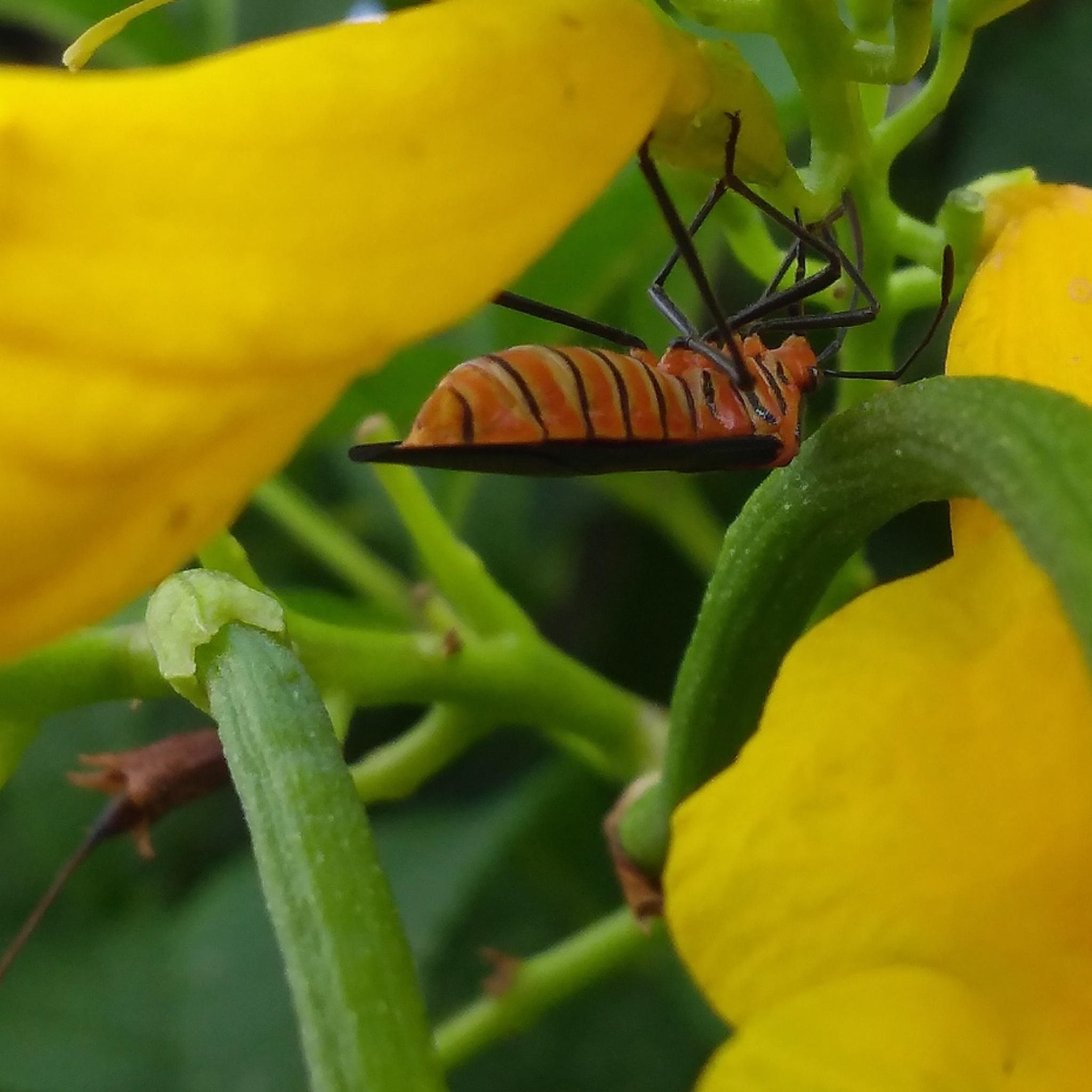 Sphictyrtus Stål, 1860