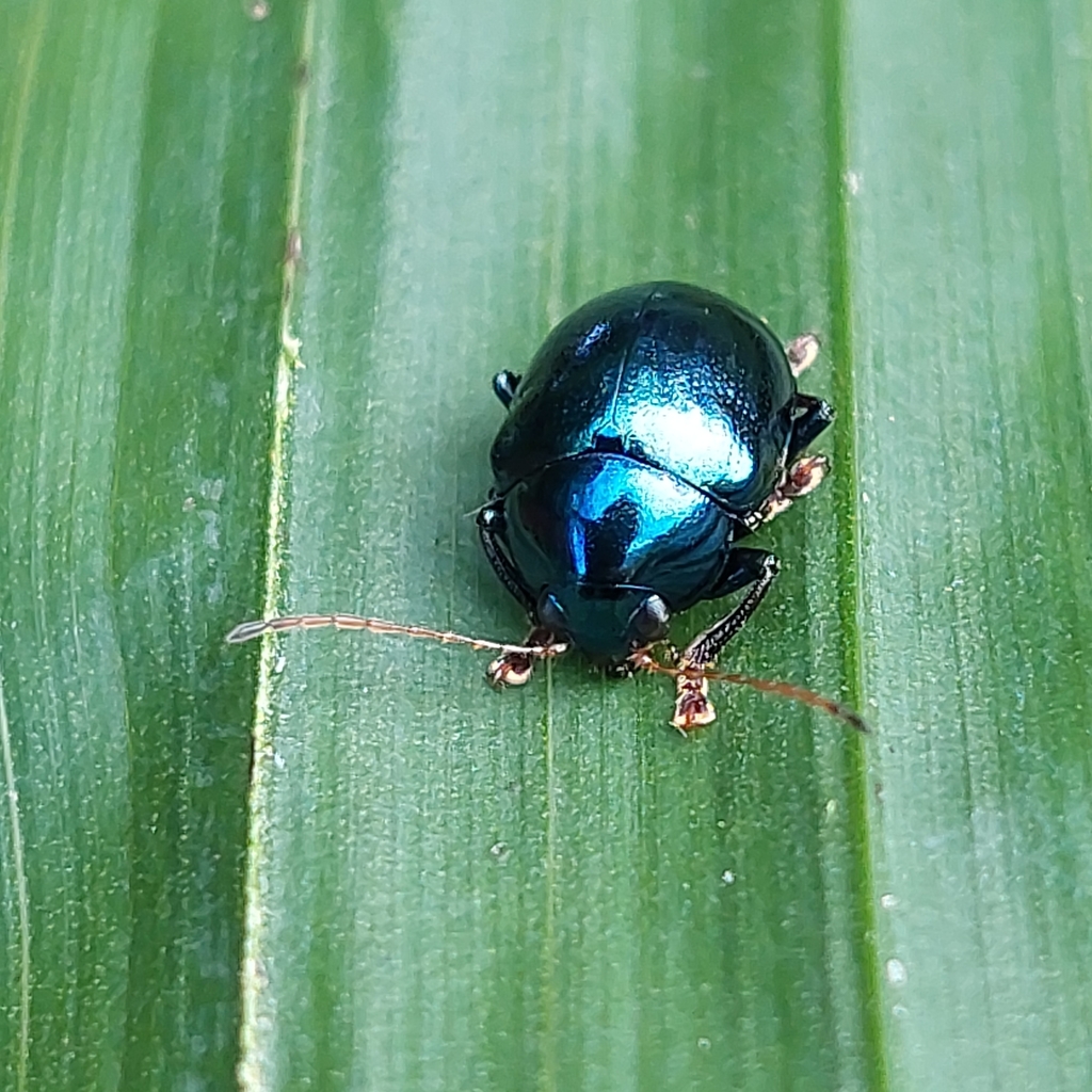 Colaspoides unicolor desde Purires, San José, Atenas, Costa Rica el 10 ...