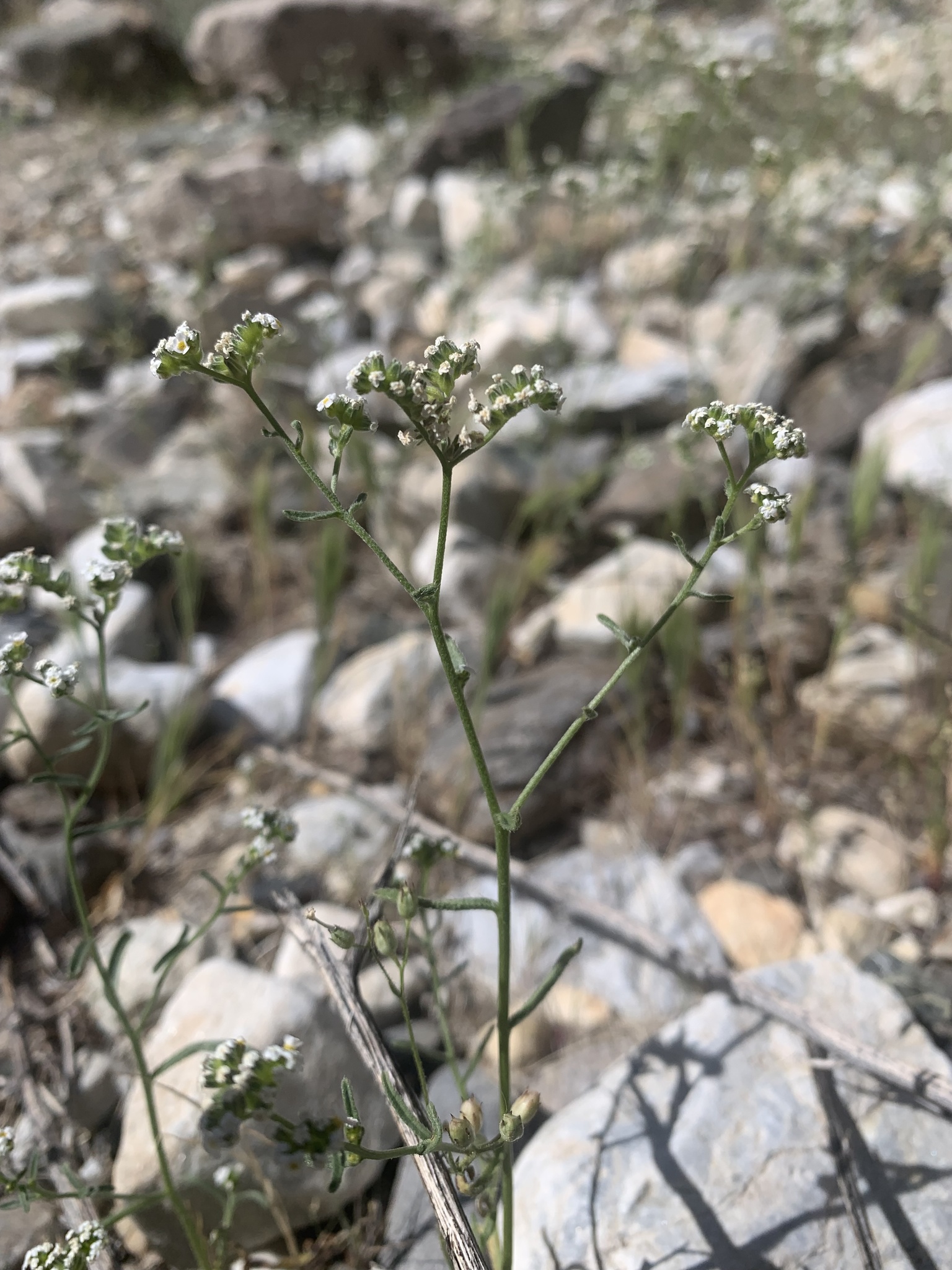 Cryptantha utahensis (A.Gray) Greene
