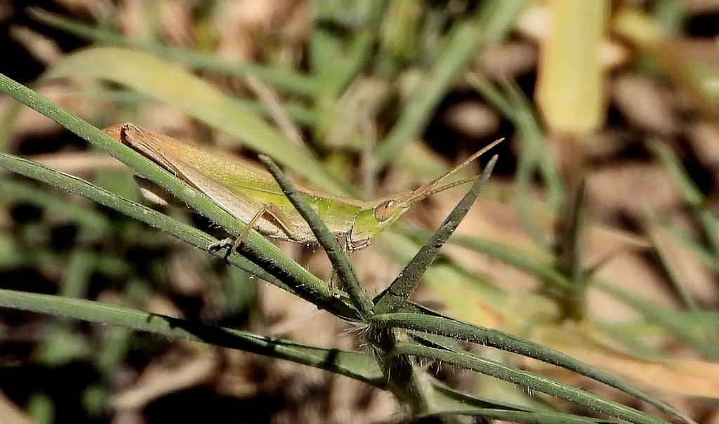 Allotruxalis gracilis from Balnearia, Córdoba, Argentina on April 03 ...