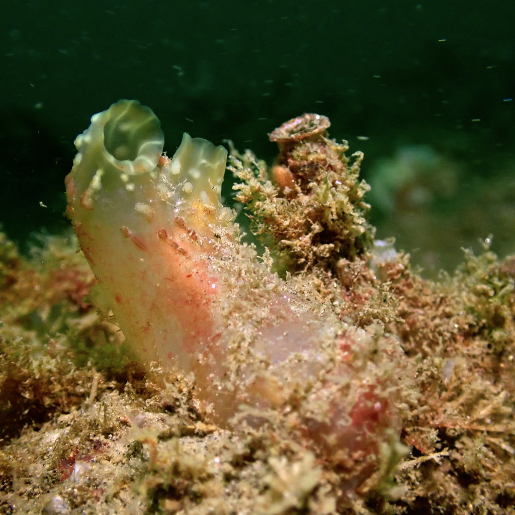 Ciona robusta from San Diego County, CA, USA on April 10, 2022 at 08:39 ...