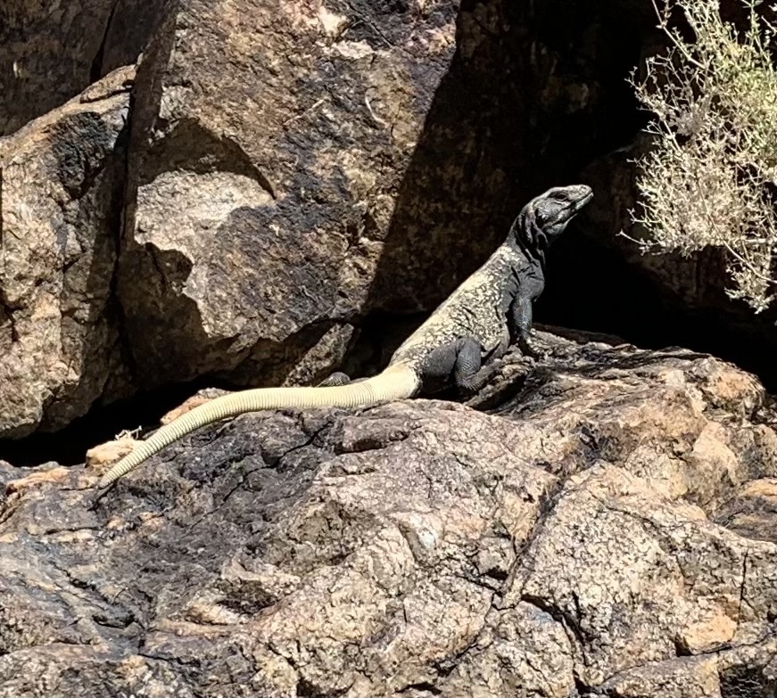 Common Chuckwalla from Surprise Canyon Wilderness, Death Valley, CA, US ...
