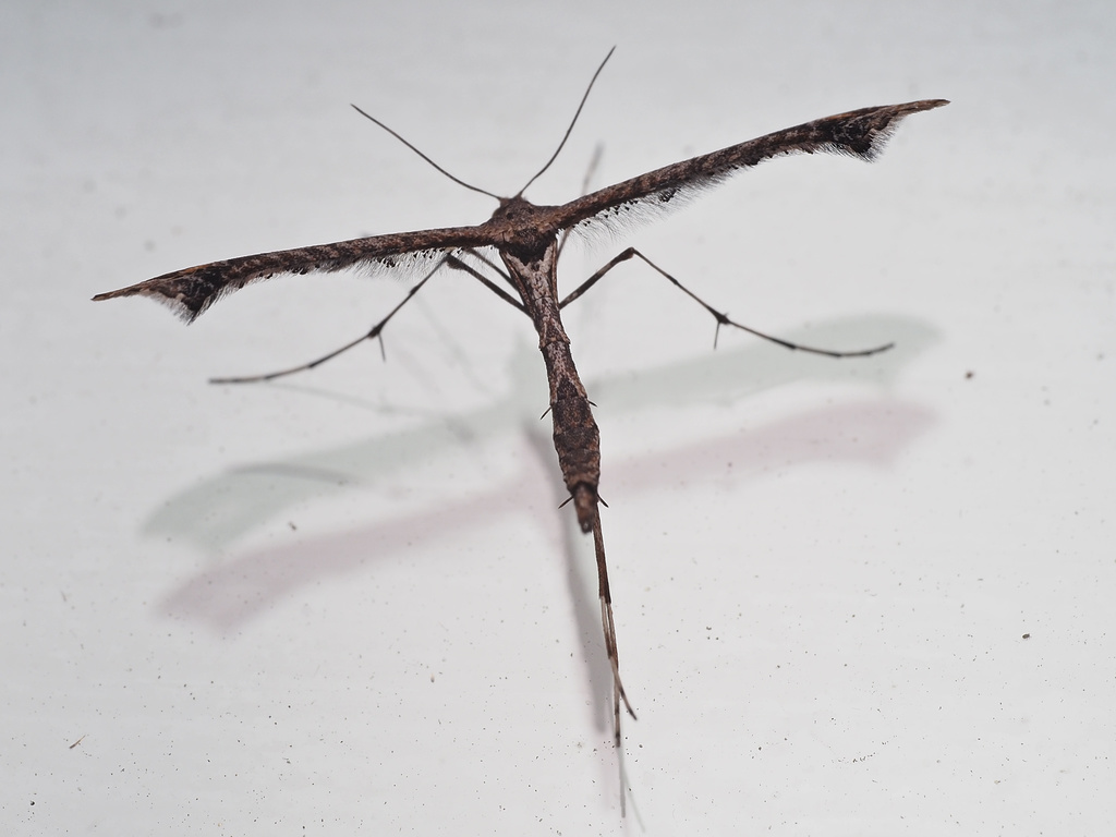 Sage Plume Moth from Ahwatukee Foothills Village, Phoenix, AZ, USA on ...