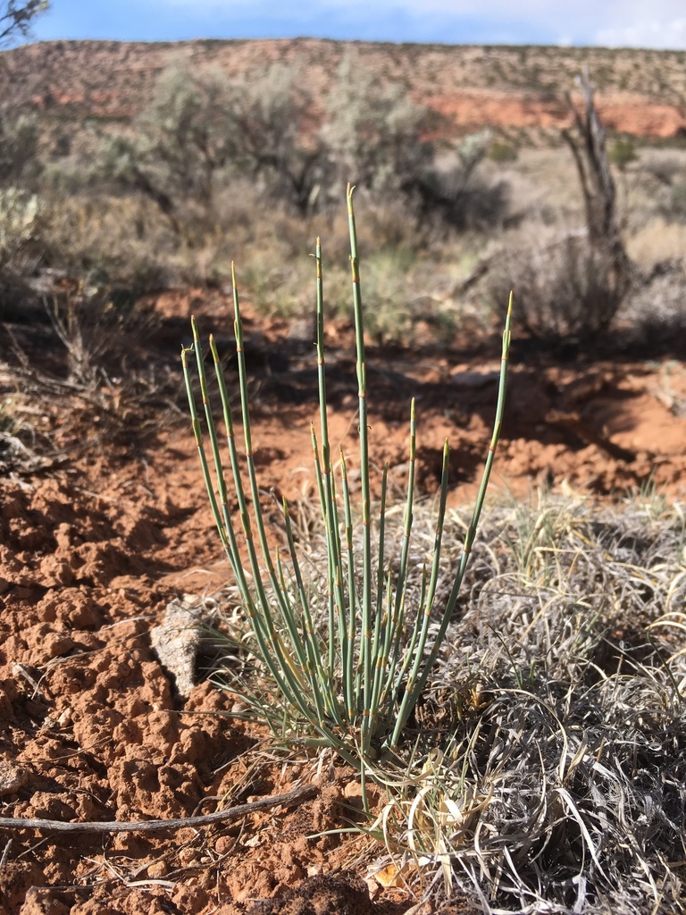 Cutler's Jointfir from Montrose County, US-CO, US on May 27, 2018 at 05 ...