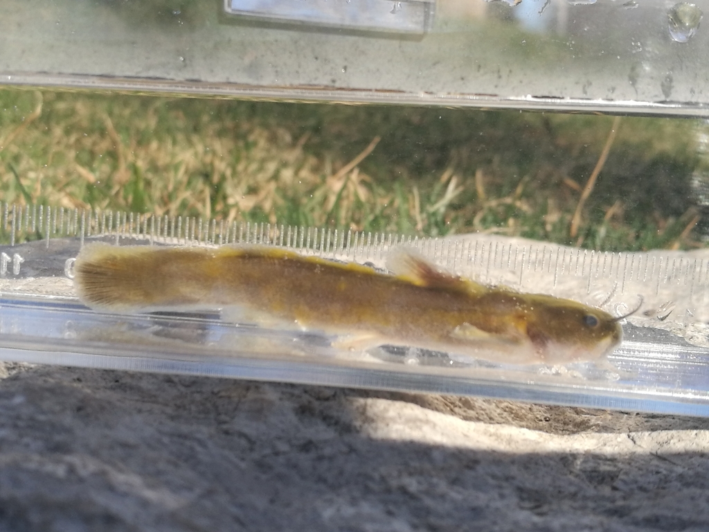 Stonecat from Halton, CA-ON, CA on April 10, 2022 at 01:52 PM by hirm ...