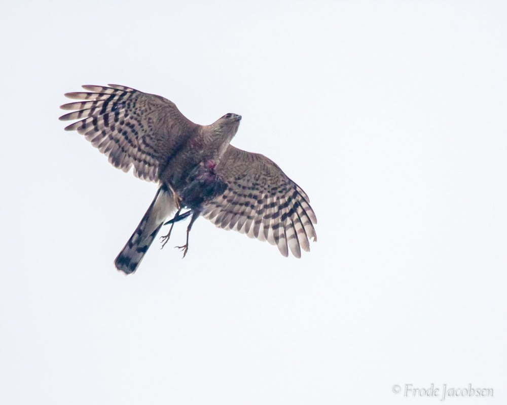Sharp-shinned Hawk from Mason County, MI, USA on July 22, 2010 at 08:26 ...