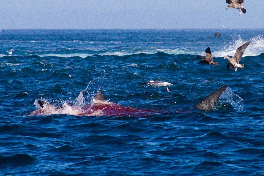 Great White Shark from South Farallon Island on October 1, 2012 by BJ ...