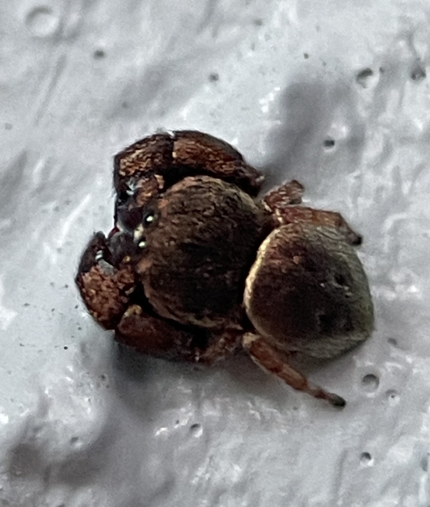 Simaethula from Boundary Tk E, Frankston South, VIC, AU on April 11 ...