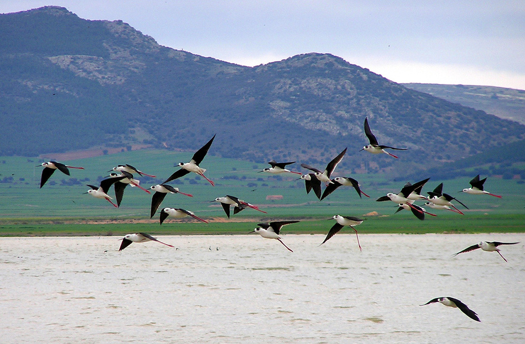 Black-winged Stilt from Laguna de Gallocanta, Zaragoza, Spain on May 4 ...