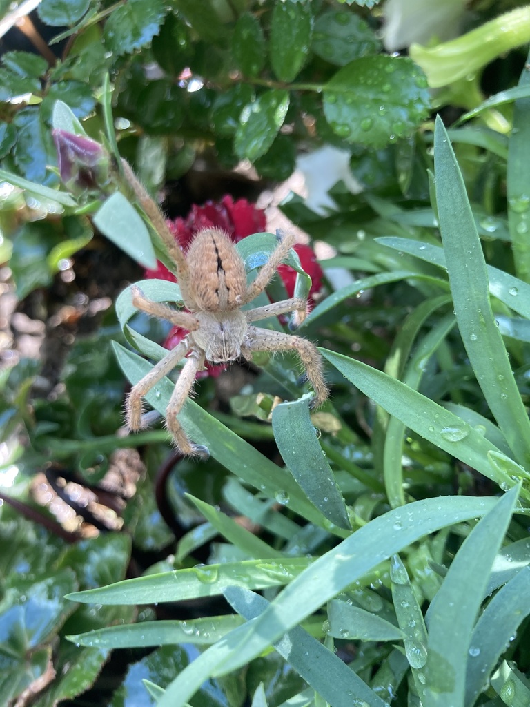 Giant Crab Spider from W Magnolia St, Goodyear, AZ, US on April 10 ...
