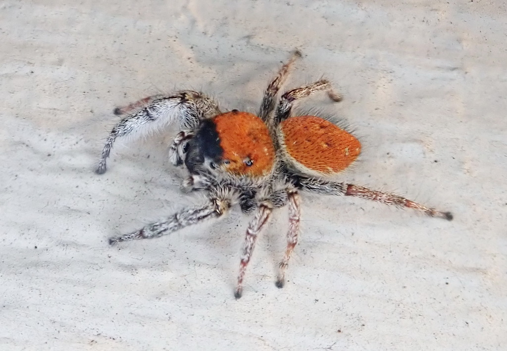 Whitman's Jumping Spider from Chesterfield County, VA, USA on May 27 ...