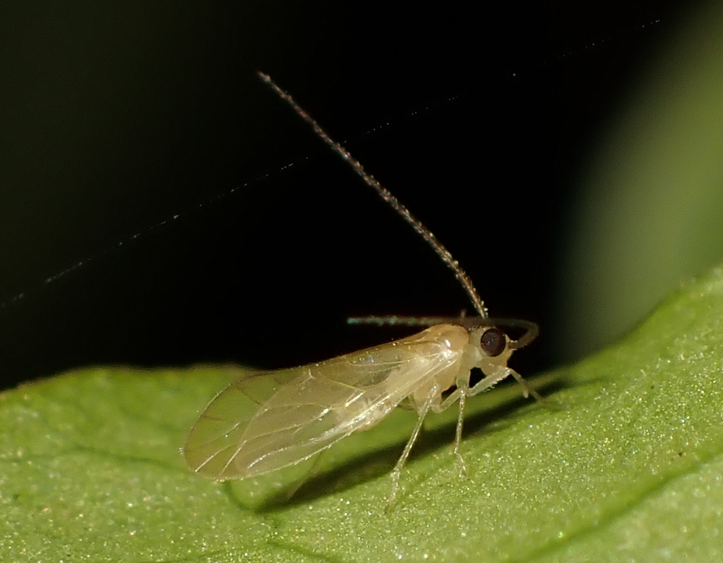 Lizard Barklice from Arataki Visitor Centre, Nihotupu, West Auckland ...