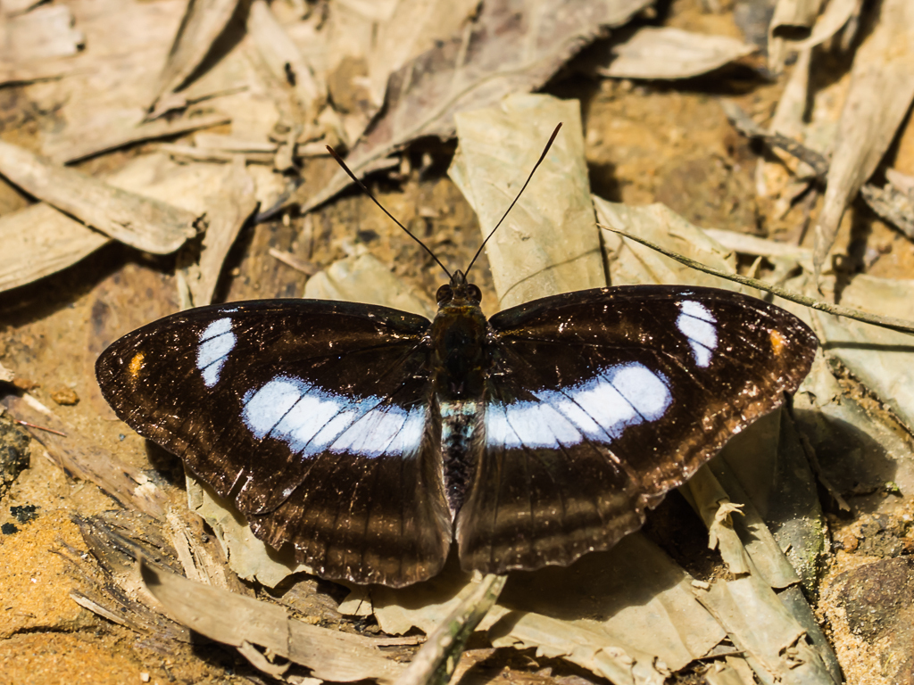 Orange Staff Sergeant Butterfly (Big Butterfly Month India Field guide ...