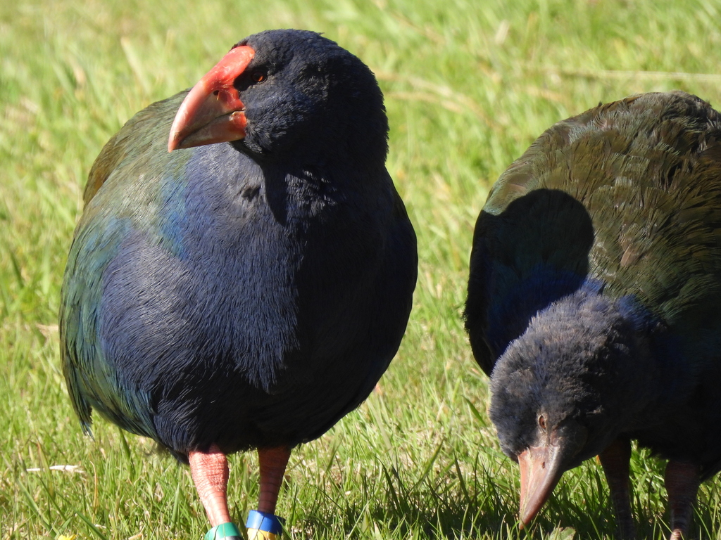 South Island Takahē in April 2022 by splish. Orokonui Ecosanctuary ...
