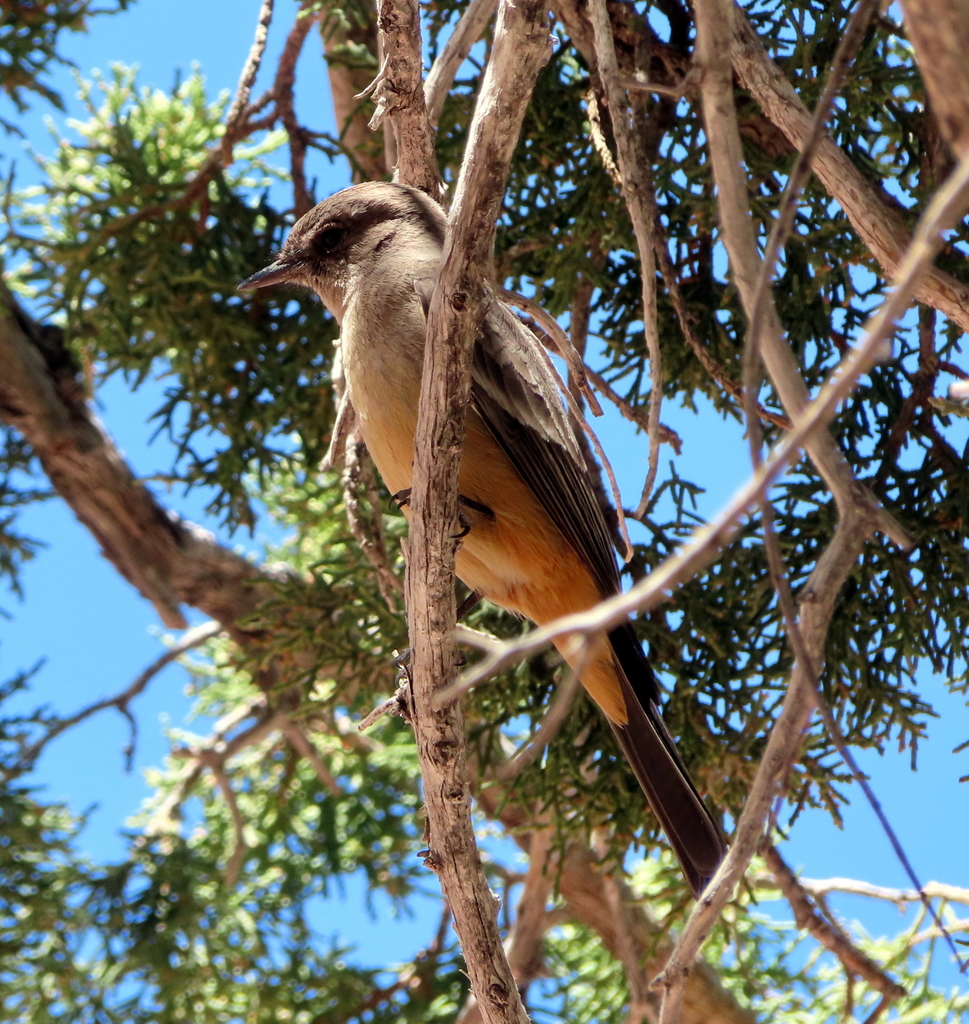 Say's Phoebe from Brewster County, TX, USA on April 10, 2022 at 11:39 ...