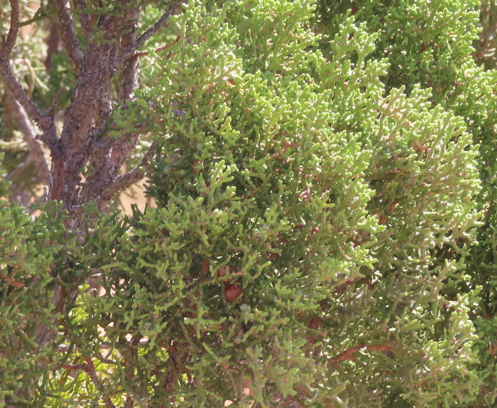 redberry juniper from Brewster County, TX, USA on April 10, 2022 at 09: ...