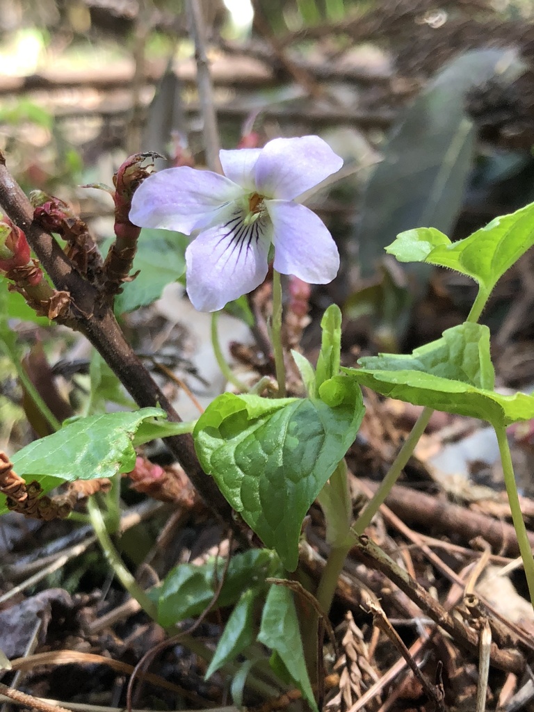 Broad-leaved Violet in April 2022 by cochejobson · iNaturalist