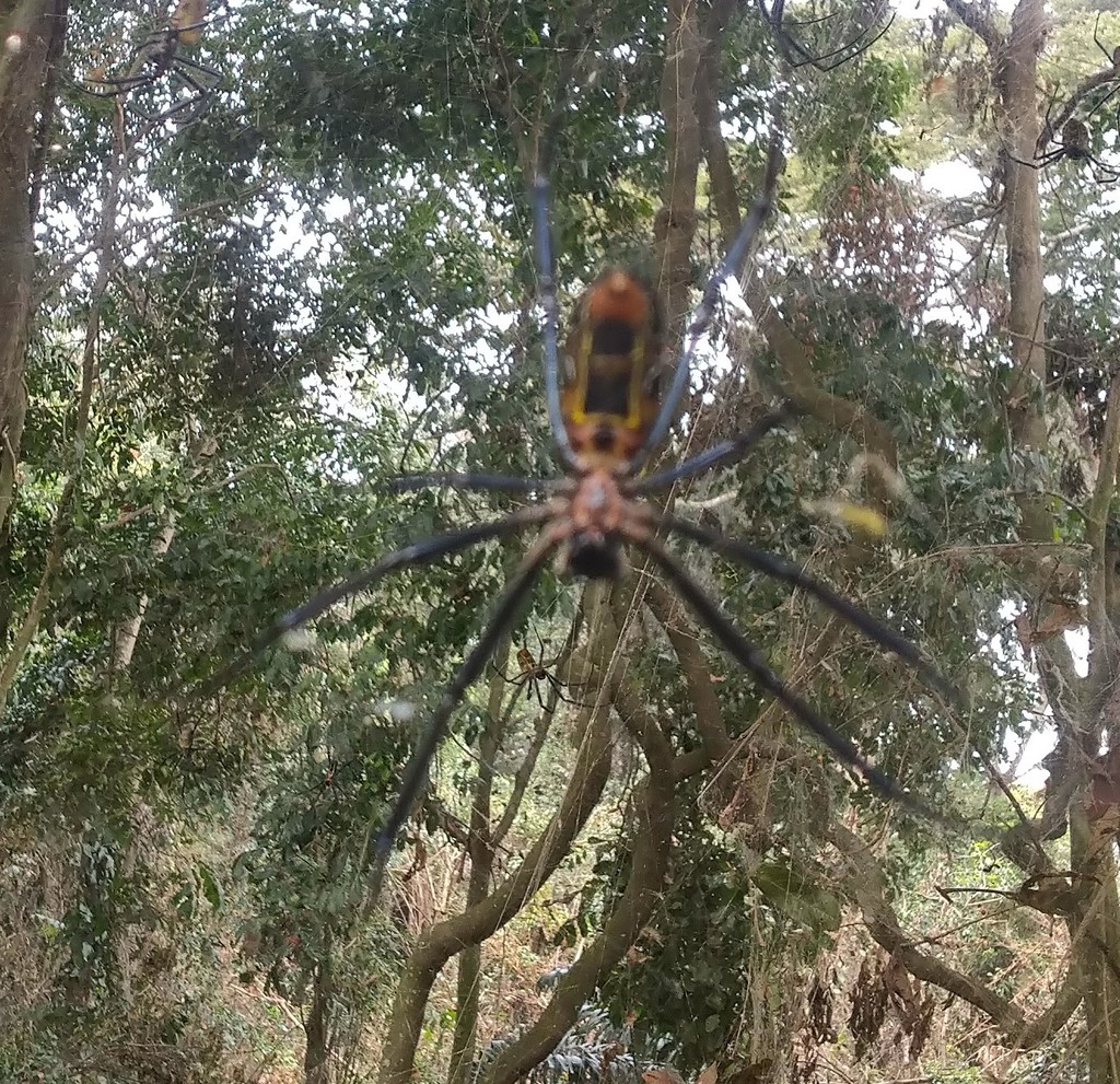 Banded Orbweavers from Manyago, Entebbe, Uganda on March 18, 2022 at 11 ...