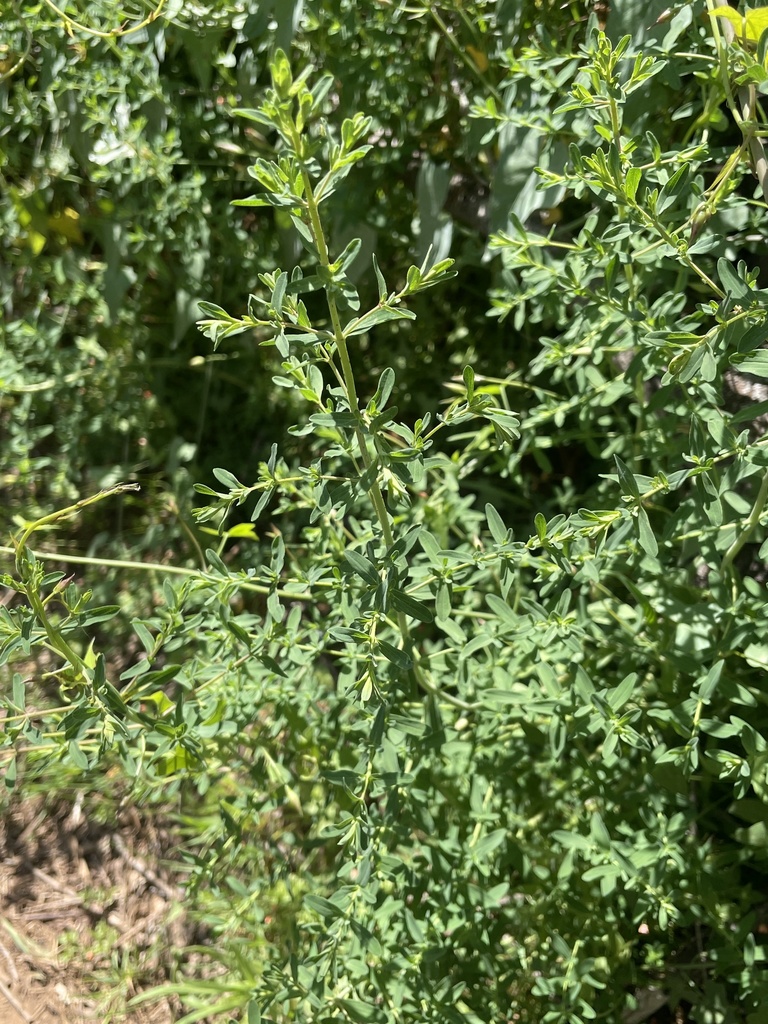 common St. John's-wort from Solano County, UCNRS, US-CA, US on April 09 ...