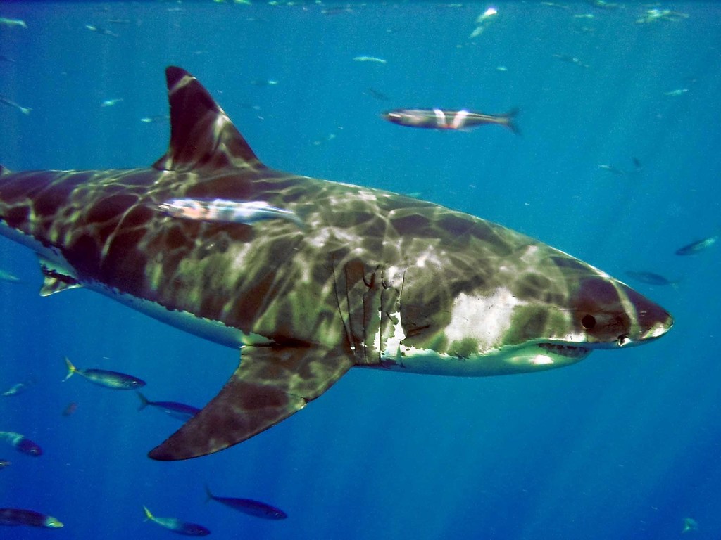 Mackerel Sharks (Lamniformes) - Marine Life Identification