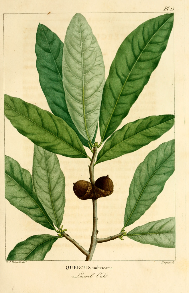 shingle oak (Quercus imbricaria) - Botanical Realm