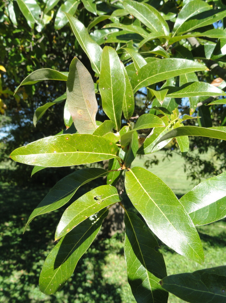 shingle oak (Quercus imbricaria) - Botanical Realm
