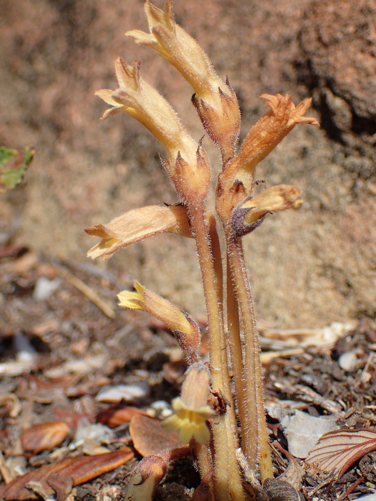 yellow clustered broomrape from Santa Barbara County, CA, USA on April ...